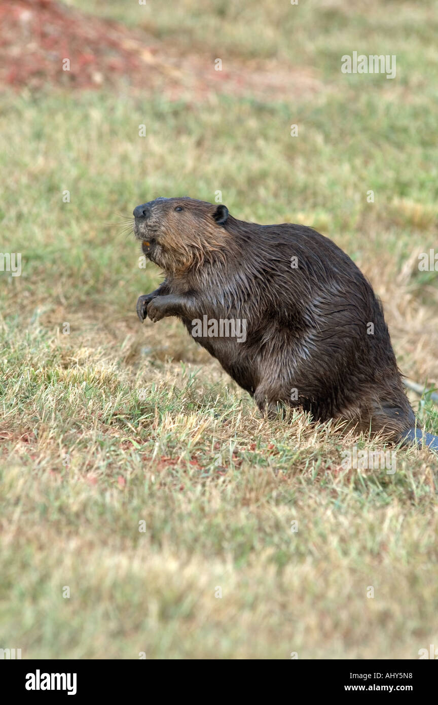 Beaver Castor canadensis standing on hind legs with mouth open Vertical ...