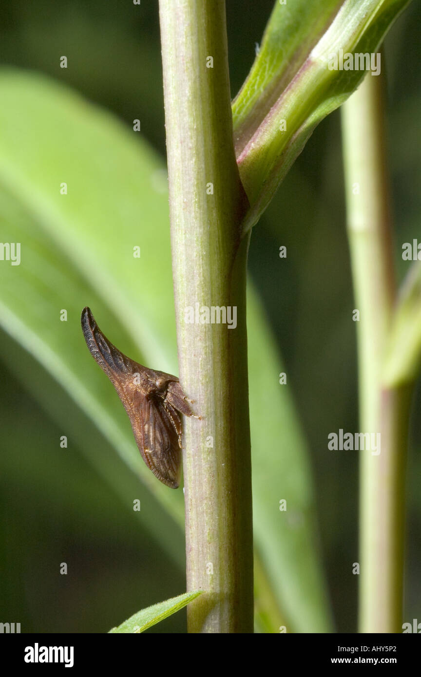 Thorn mimic treehopper Campylenchia latipes resembles sharp edged ...
