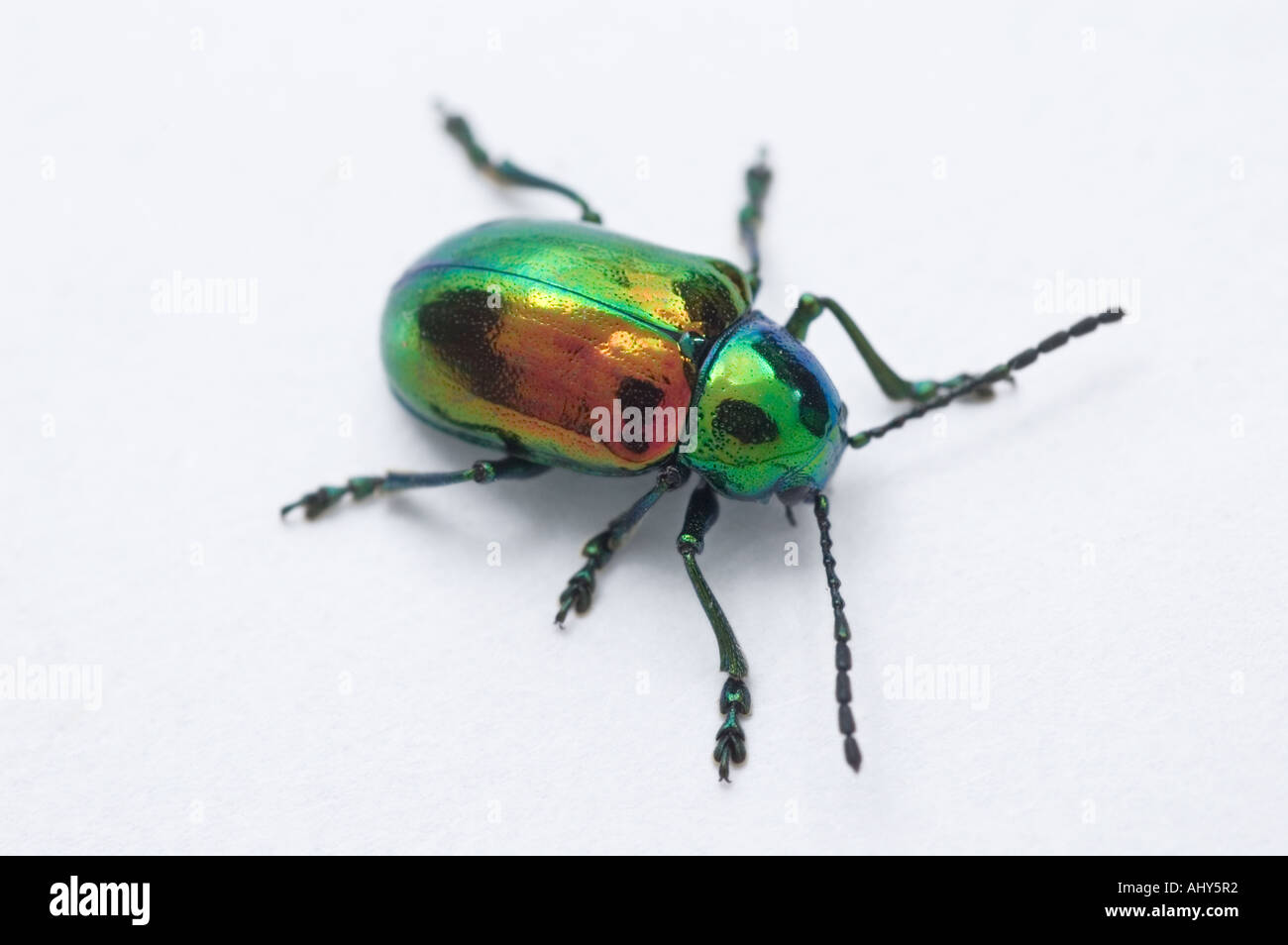 Dogbane Leaf Beetle Size