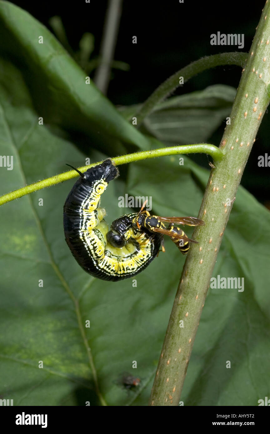 Catalpa sphinx moth hi-res stock photography and images - Alamy