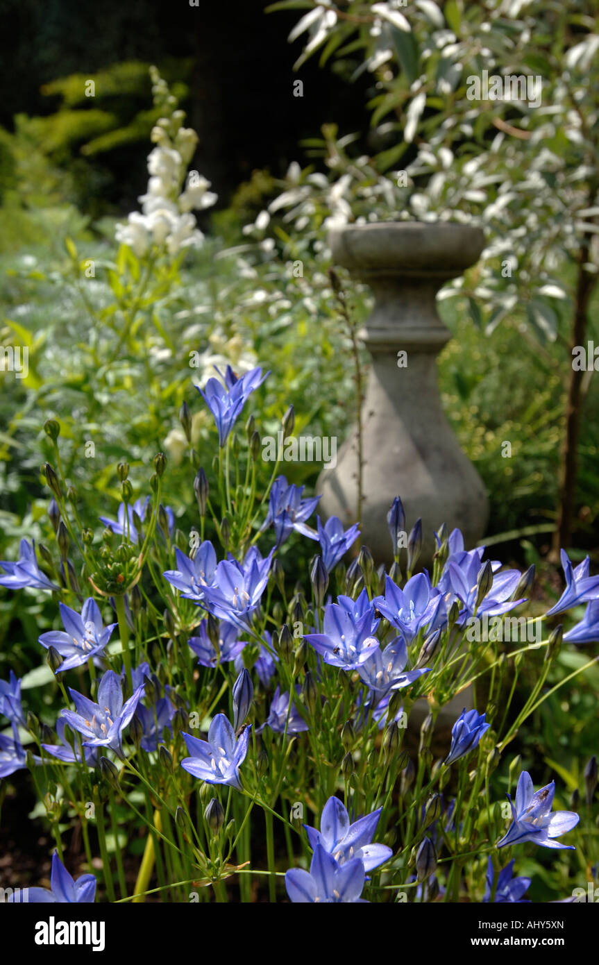 BRODIAEA IN THE BORDERS OF A HEREFORDSHIRE COTTAGE GARDEN UK Stock ...