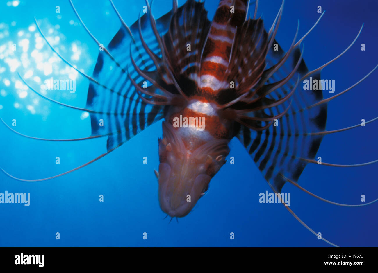 Hawaiian Lion fish Stock Photo - Alamy