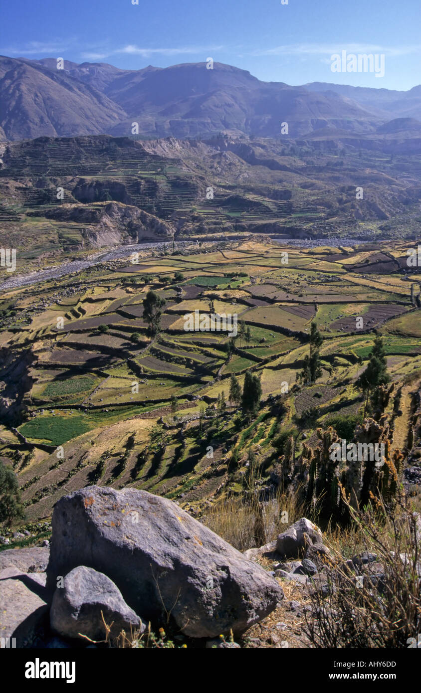 Terracing at Colca Canyon, Peru Stock Photo - Alamy