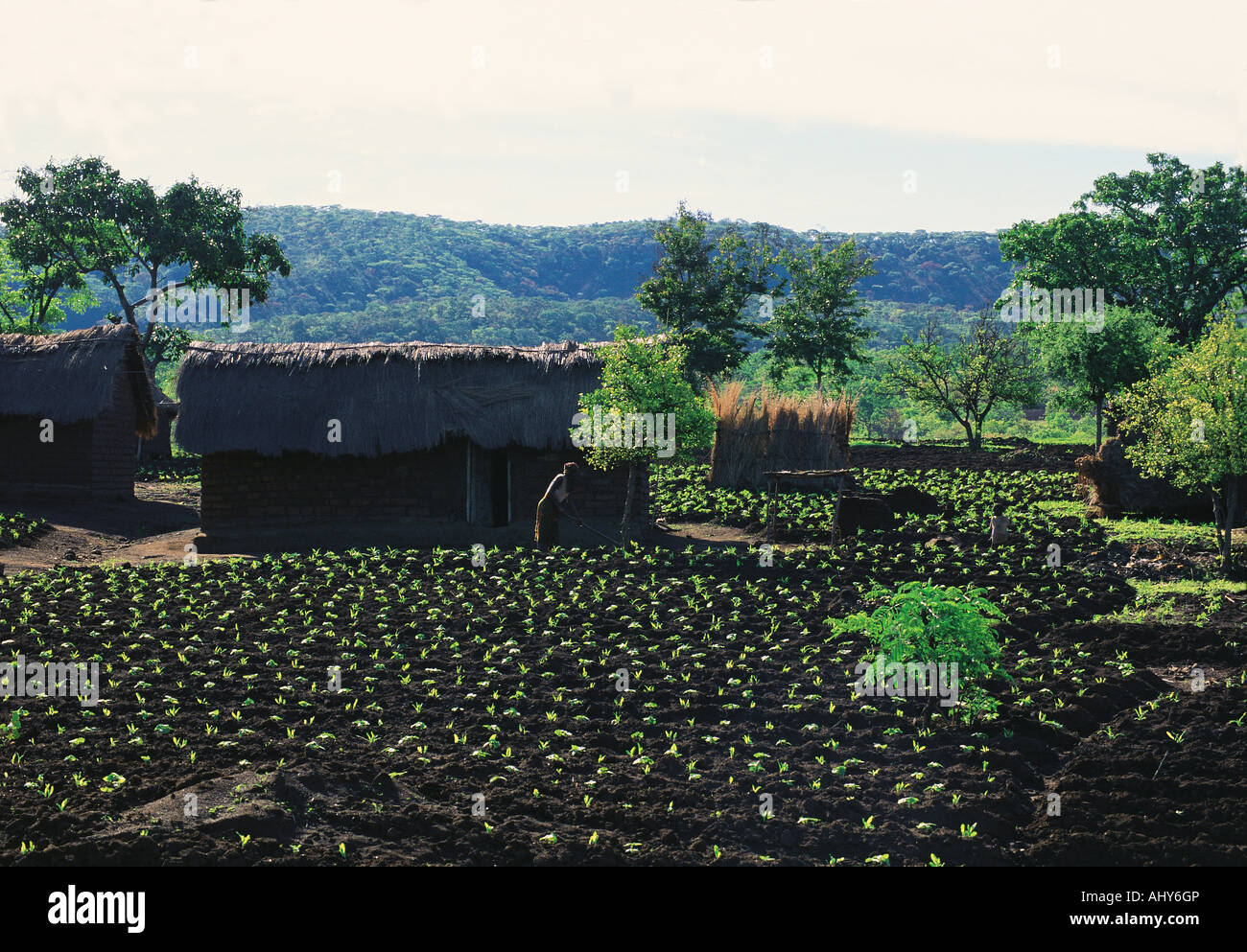 Subsistence Farming High Resolution Stock Photography and Images - Alamy