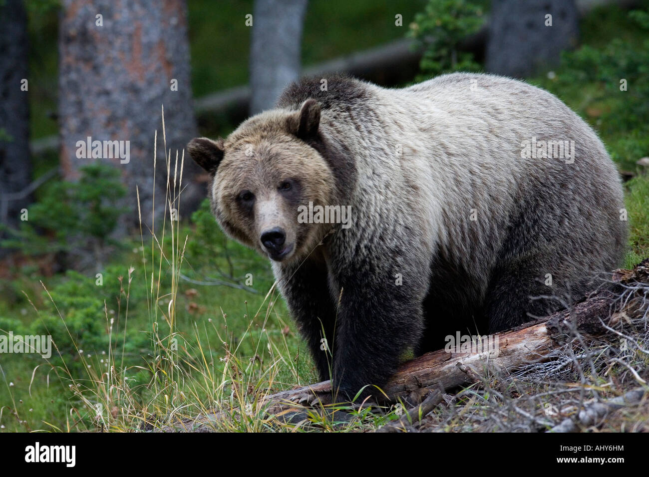 Grizzly Bear (Ursus arctos) foraging in forest, Yellowstone National ...