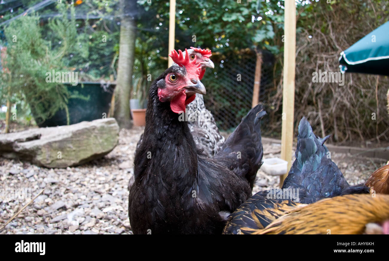 Hybrid hen hi-res stock photography and images - Alamy