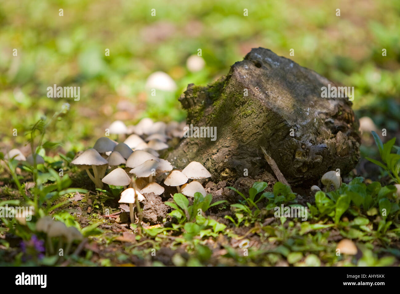 A small group of toadstools growing by an old tree stump Stock Photo ...