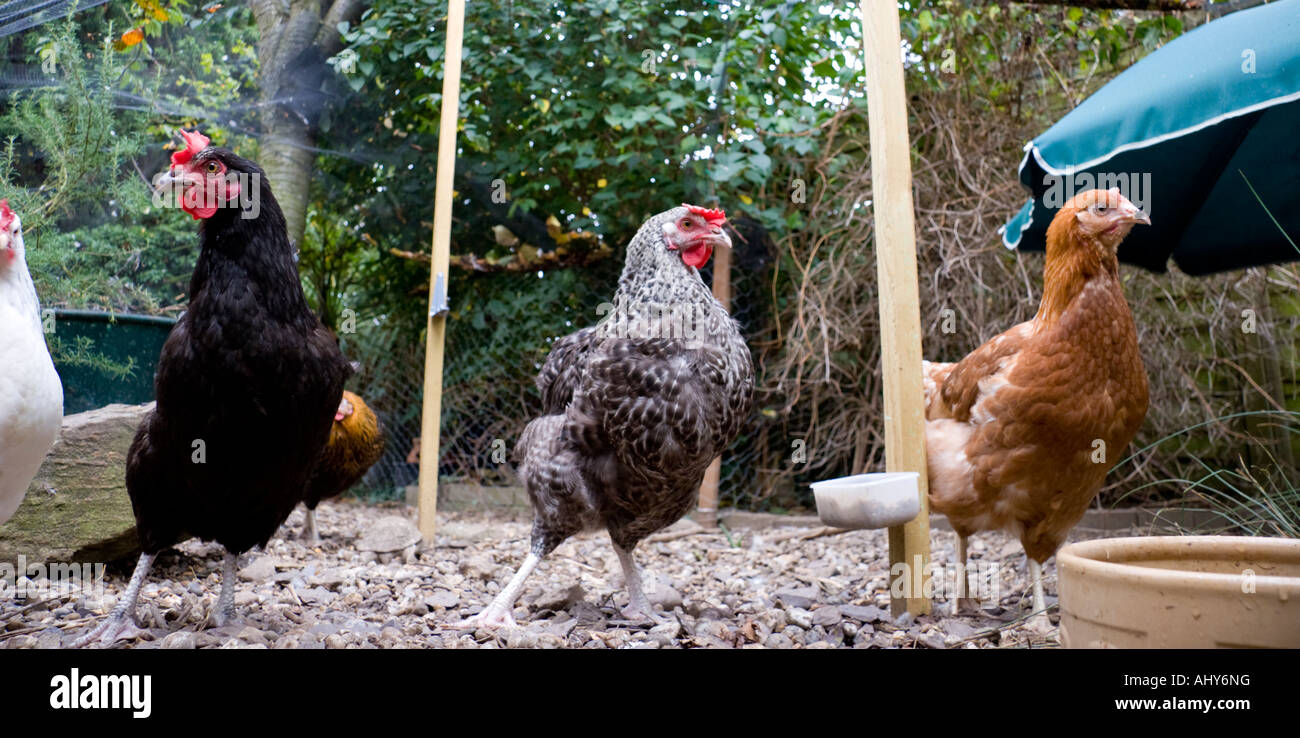 Hybrid chicken hen hi-res stock photography and images - Alamy