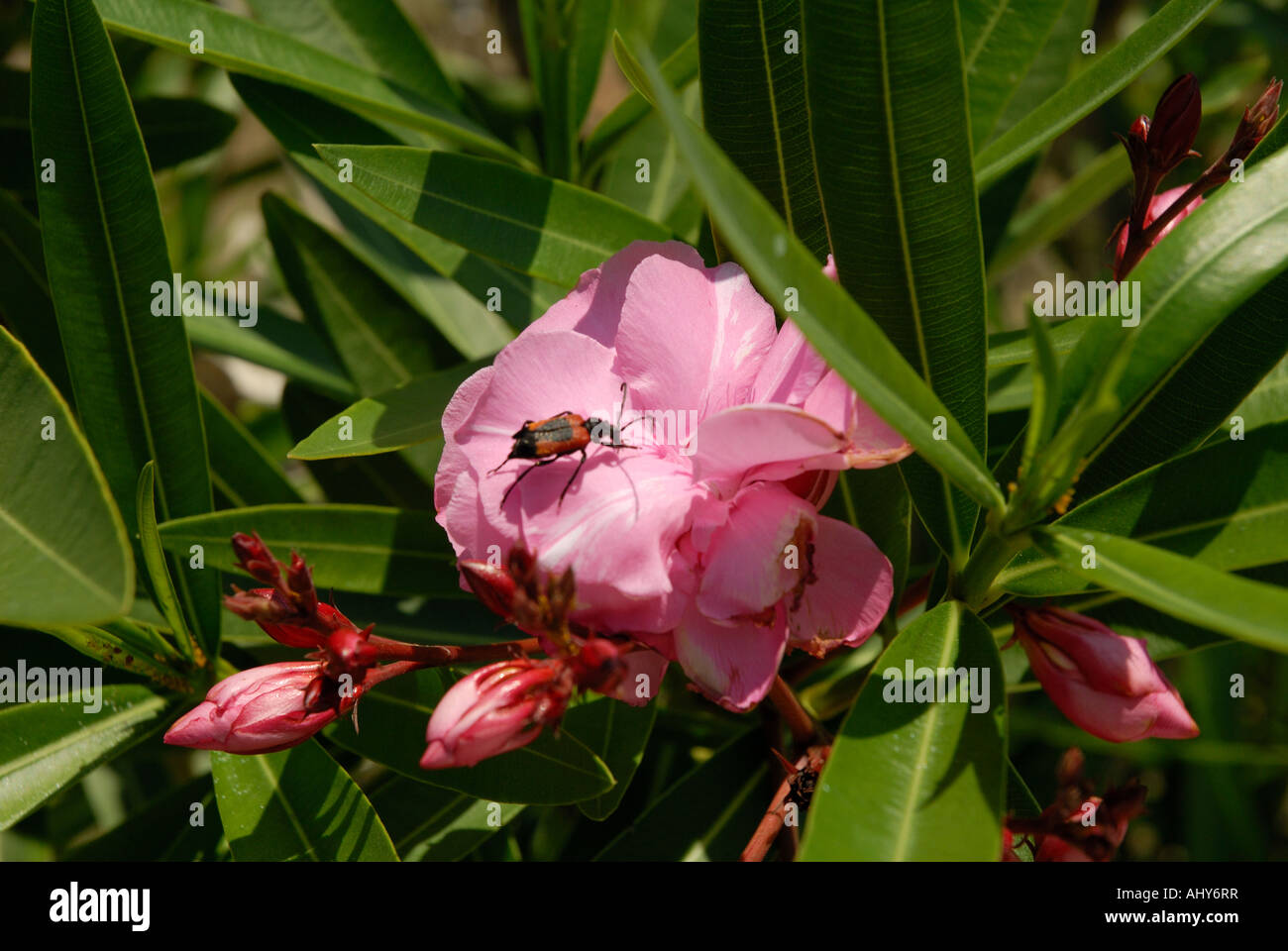 insect on flower of oleander bush in Kephalonia in Greece Stock Photo ...