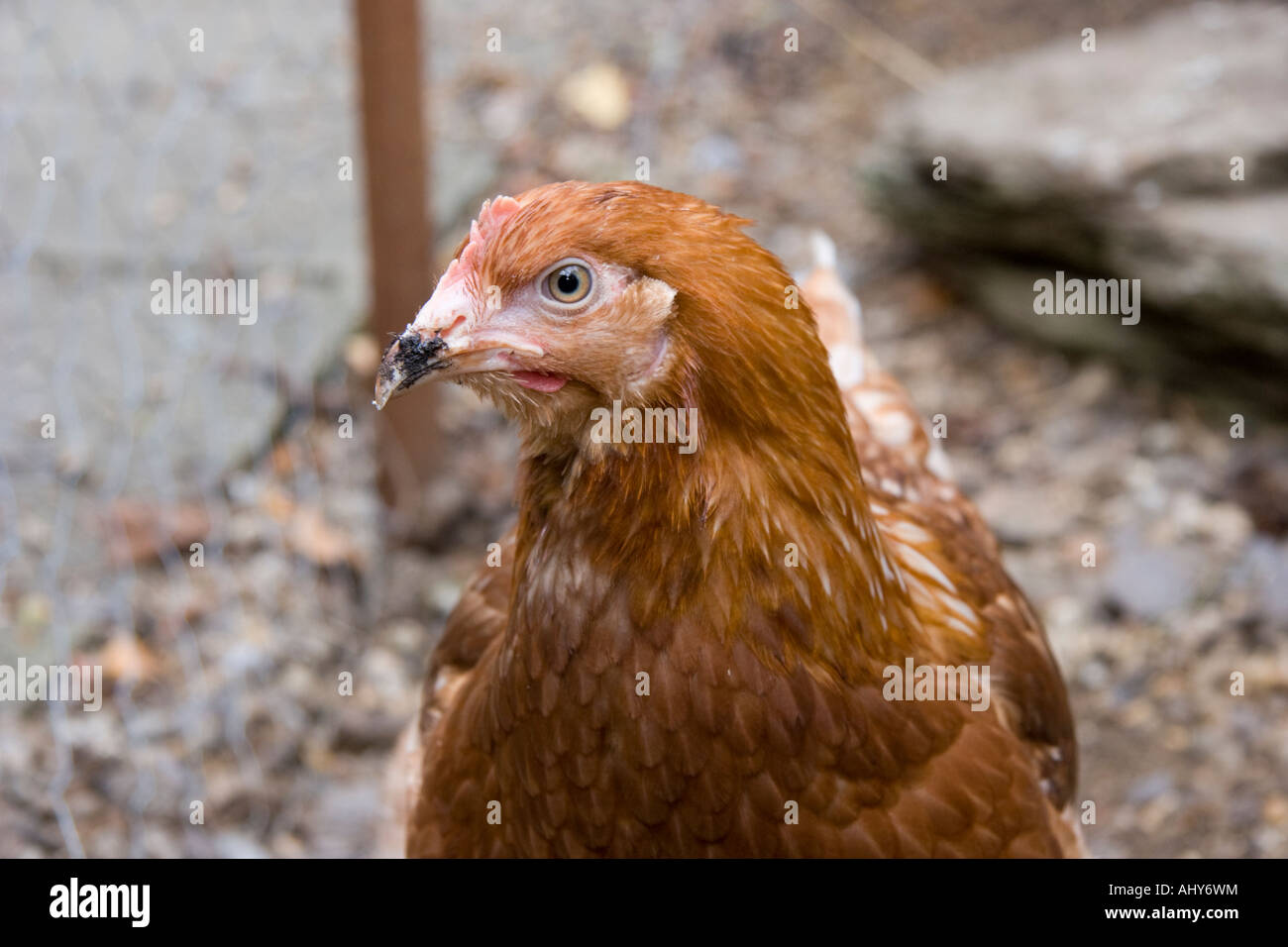 Chicken hybrid goldline pullet hi-res stock photography and images - Alamy