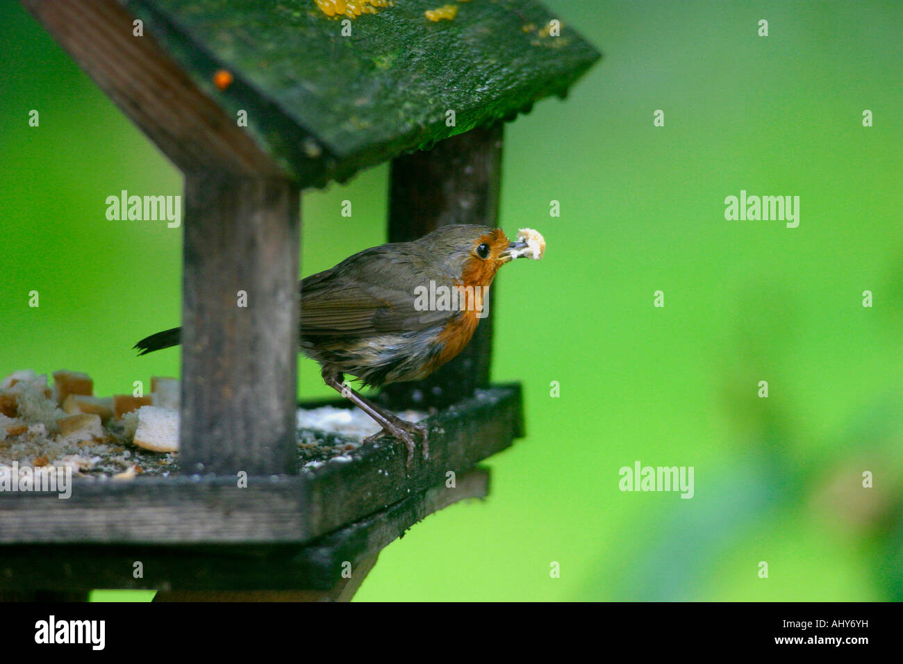 Robin bird table hi-res stock photography and images - Alamy