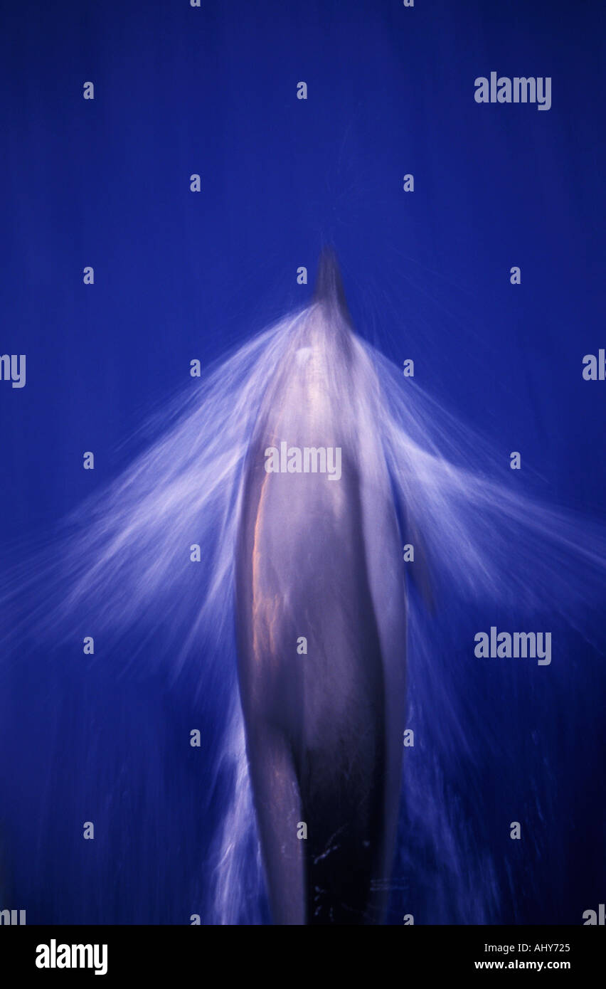 Pacific spotted dolphins Kona Hawaii Stock Photo - Alamy