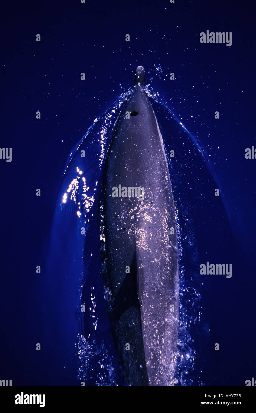 Pacific spotted dolphins Kona Hawaii Stock Photo - Alamy