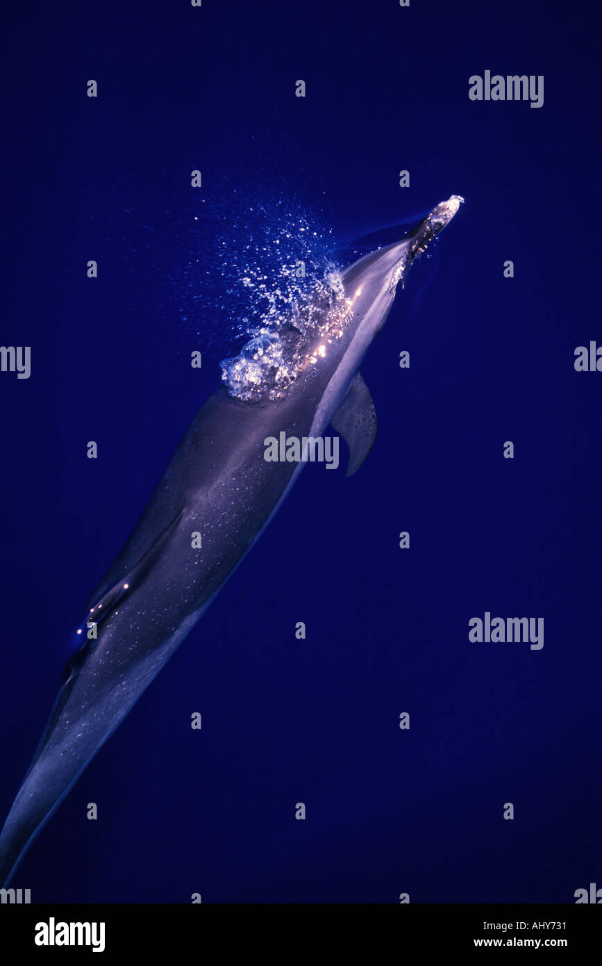 Pacific spotted dolphins Kona Hawaii Stock Photo - Alamy