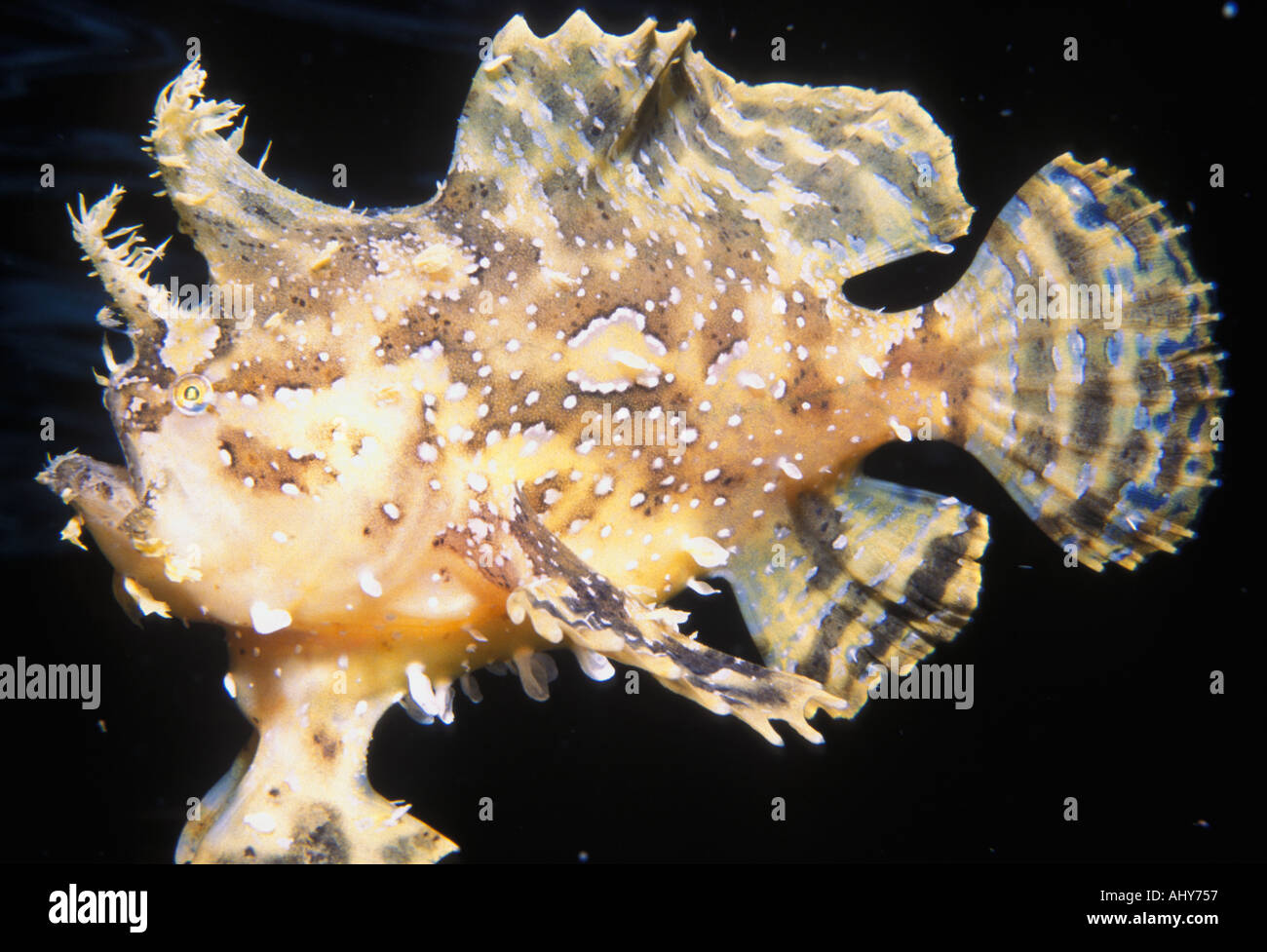 Sargassum fish hi-res stock photography and images - Alamy