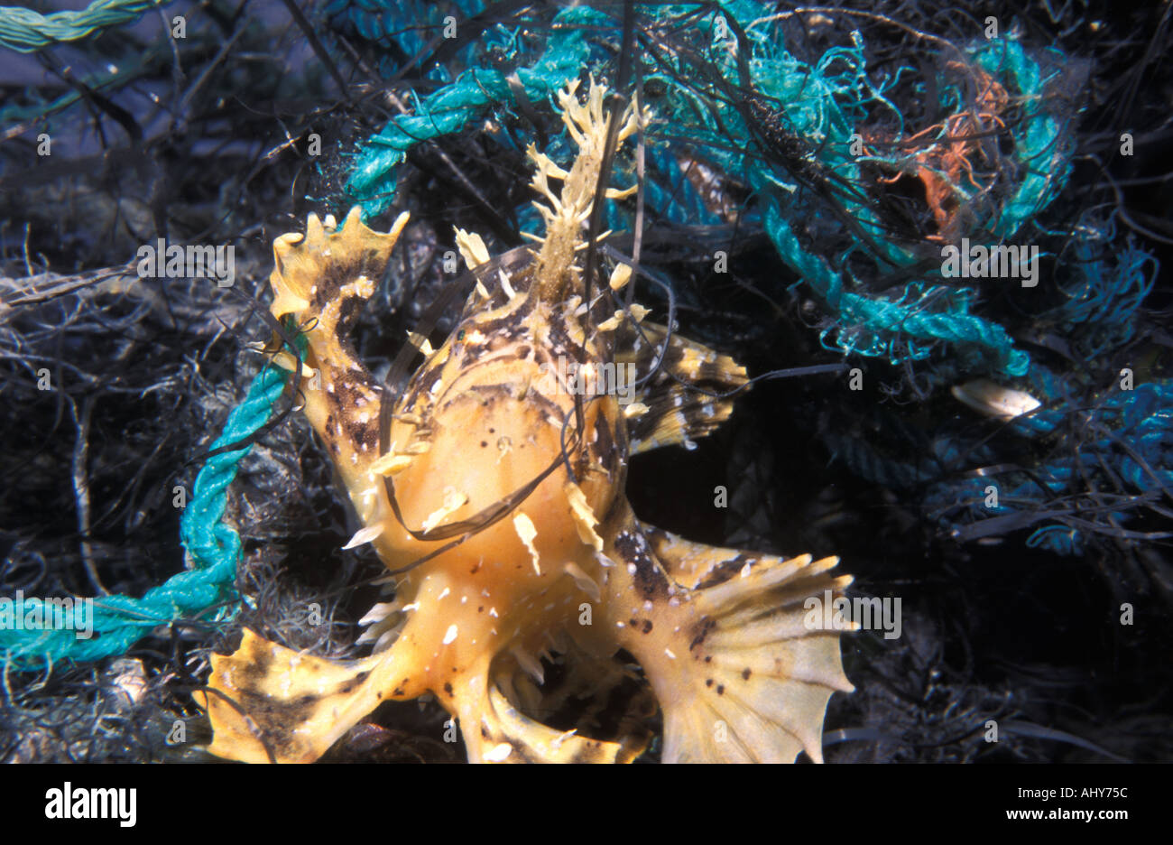 Sargassum Fish taking refuge in drifting debris offshore Hawaii Stock ...