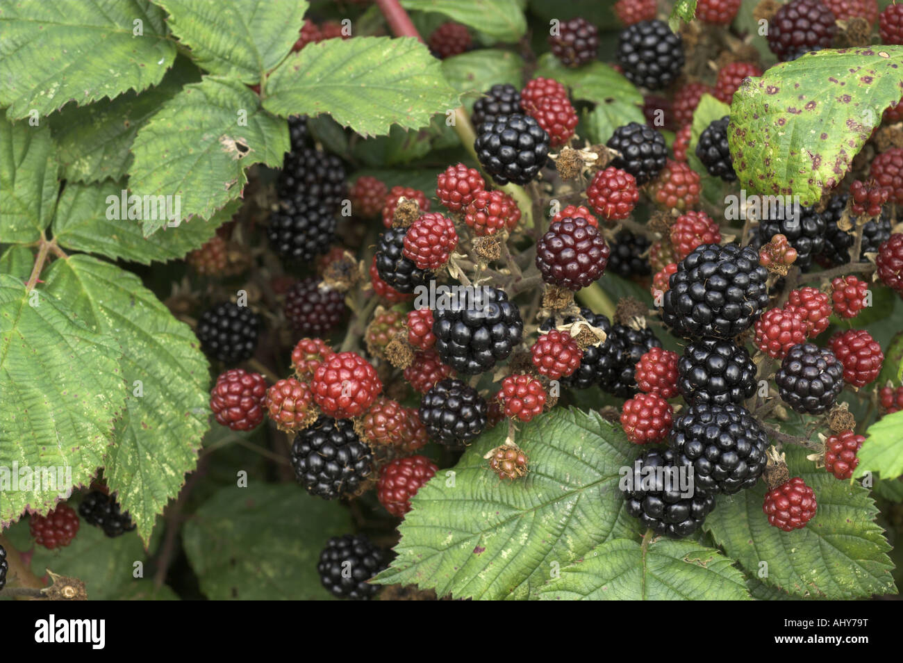 Blackberries on Bramble rubus fruticosus agg Stock Photo - Alamy
