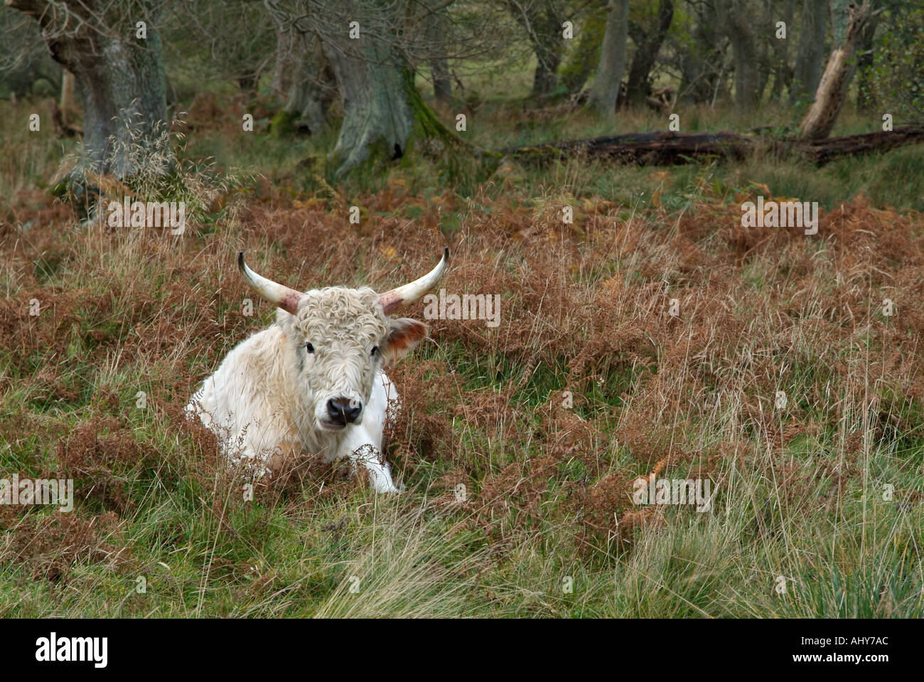 Wild white cattle cow chillingham hi-res stock photography and images ...