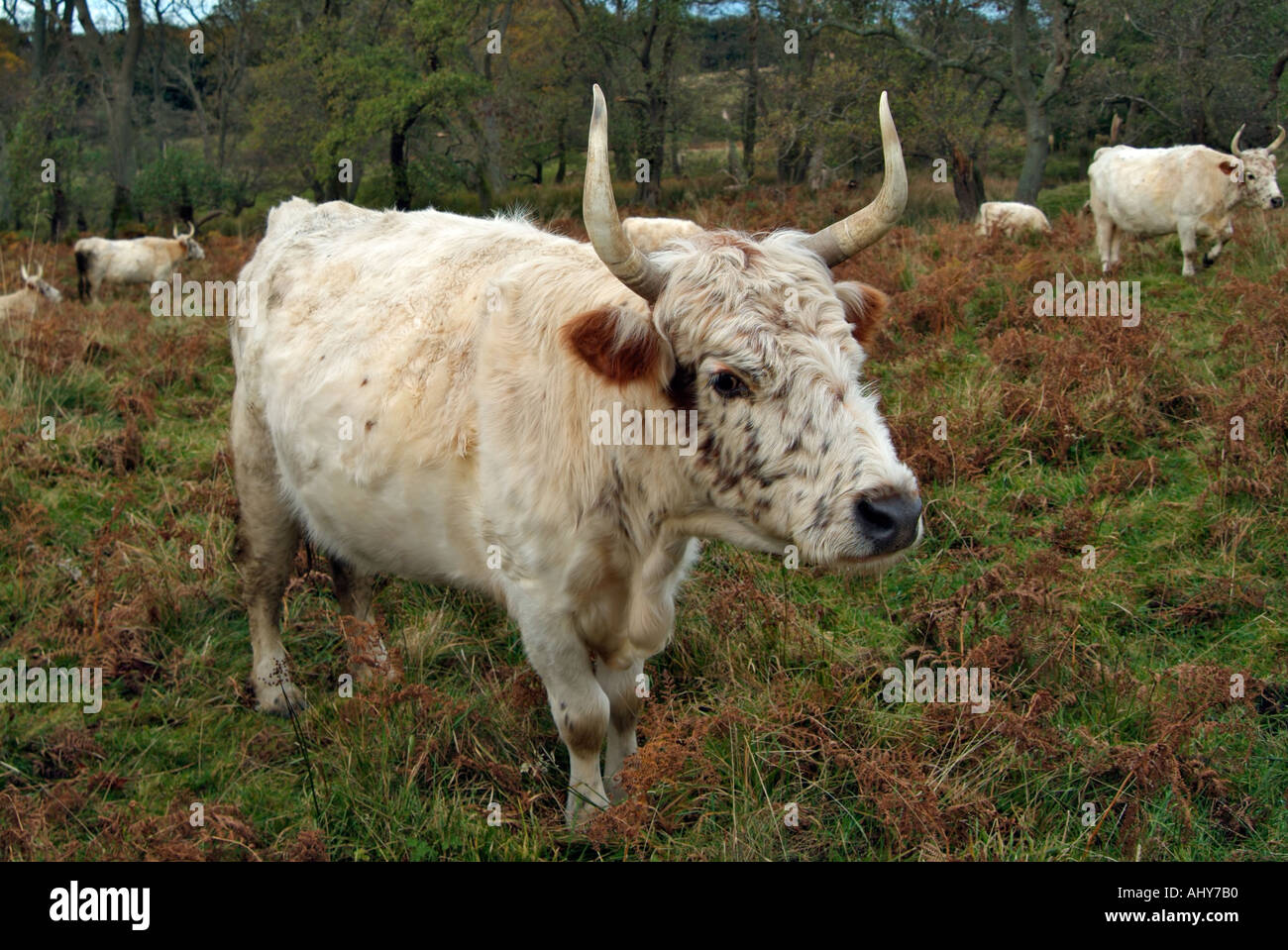 Chillingham white cattle hi-res stock photography and images - Alamy