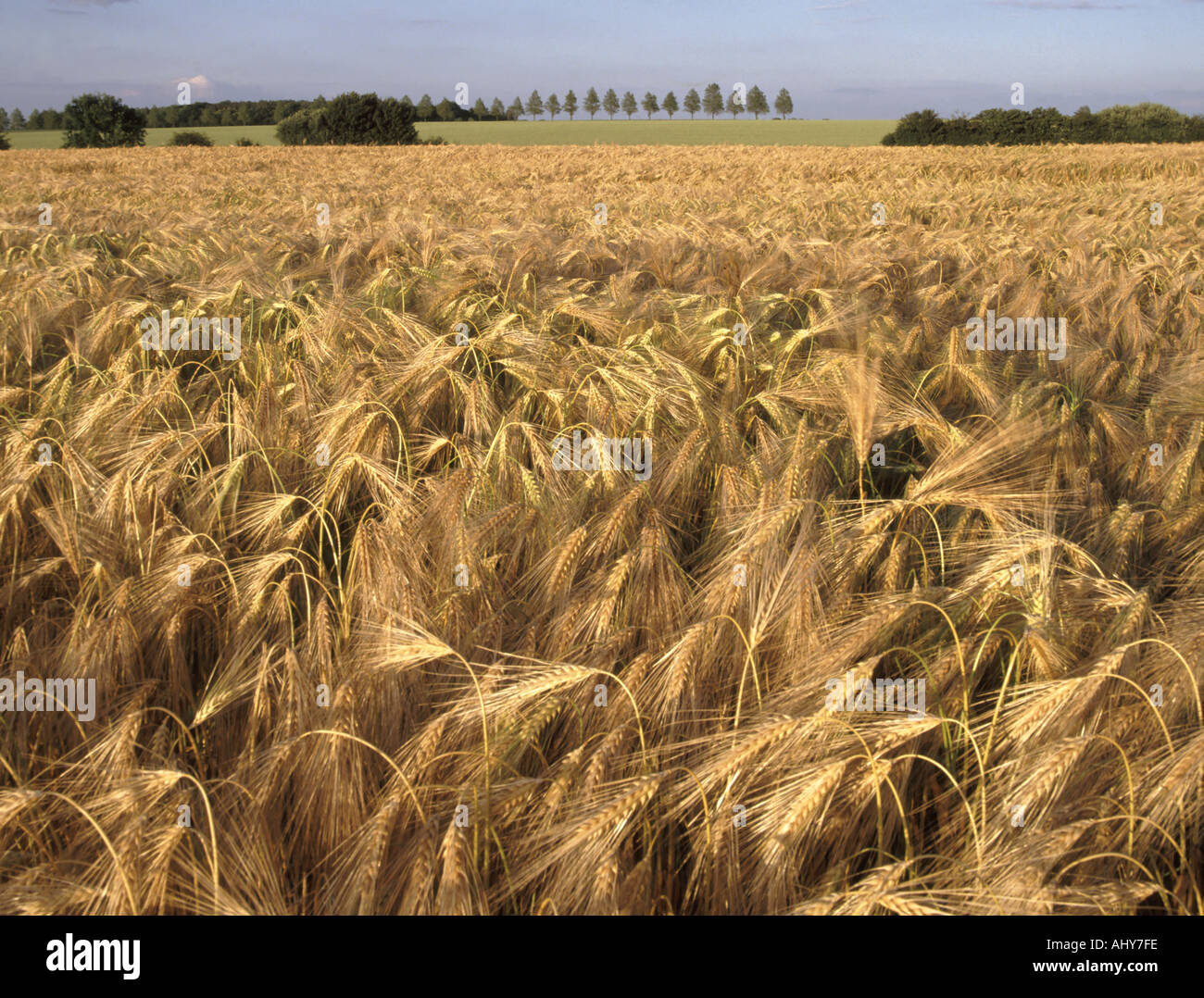 Barley crop almost ripe for harvest in landscape setting Essex England ...
