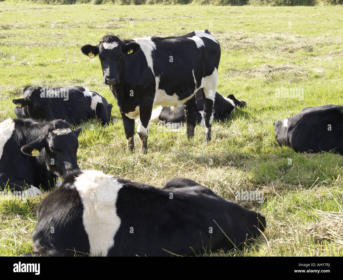 Herd of friesian Bullock laying in a circle . One standing in the ...