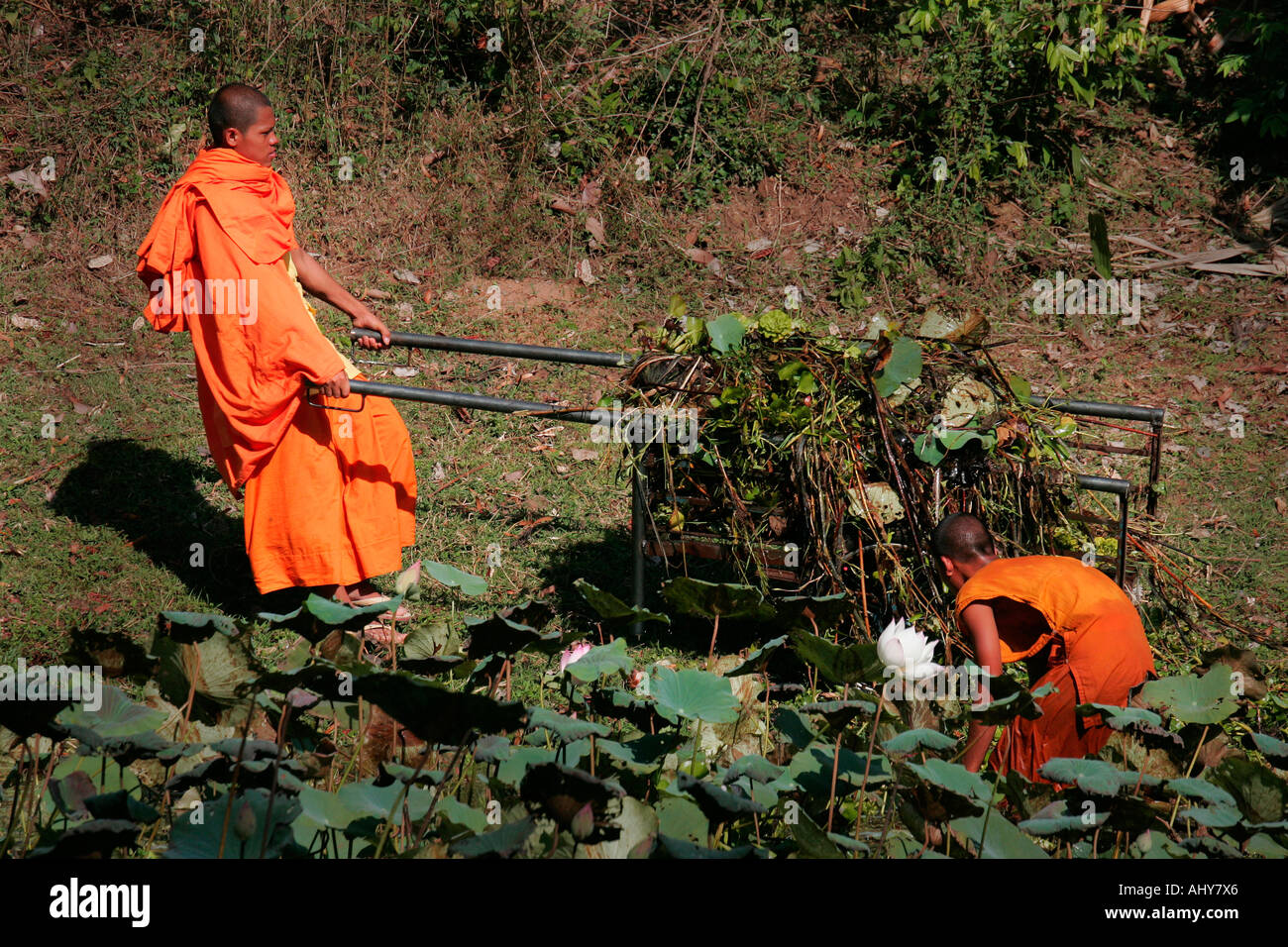 Buddhist monks clearing lotus plants from the lake close to the Lolei ...