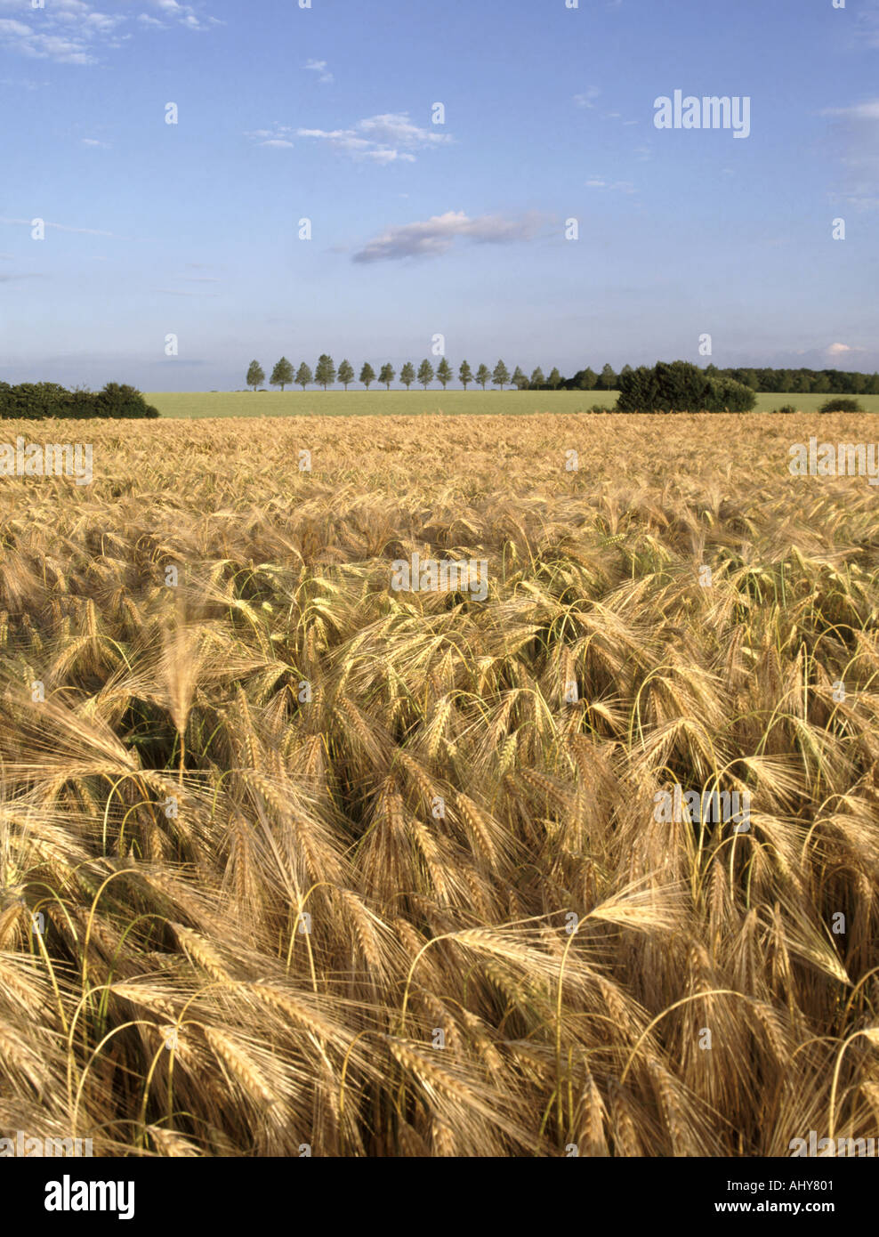 Barley crop almost ripe for harvest in landscape setting Essex England ...