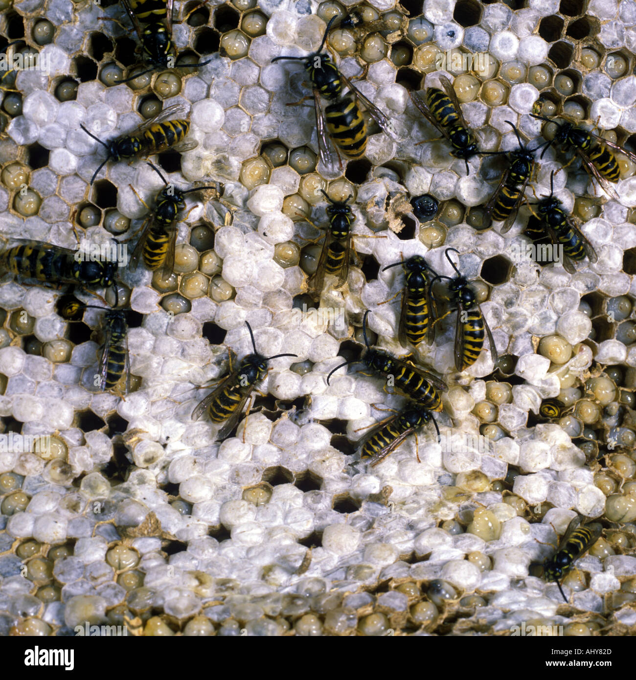 Wasp Nest Showing Grubs Vespula Vulgaris Stock Photo - Alamy