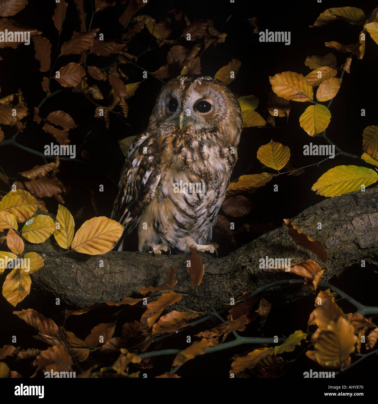 Tawny Owl In Oak Tree Stock Photo - Alamy