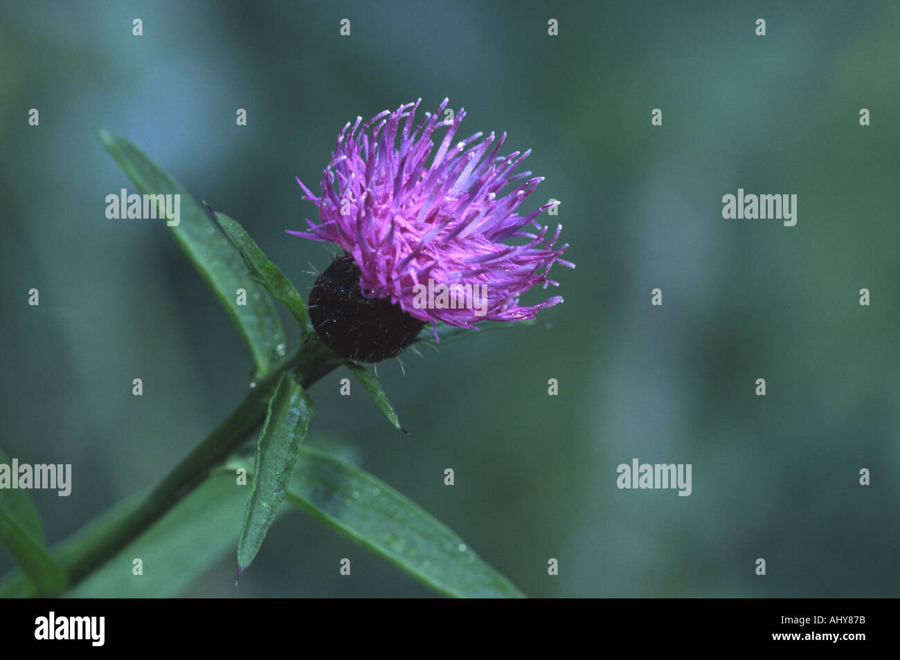 Greater Knapweed centaurea scabiosa Stock Photo - Alamy