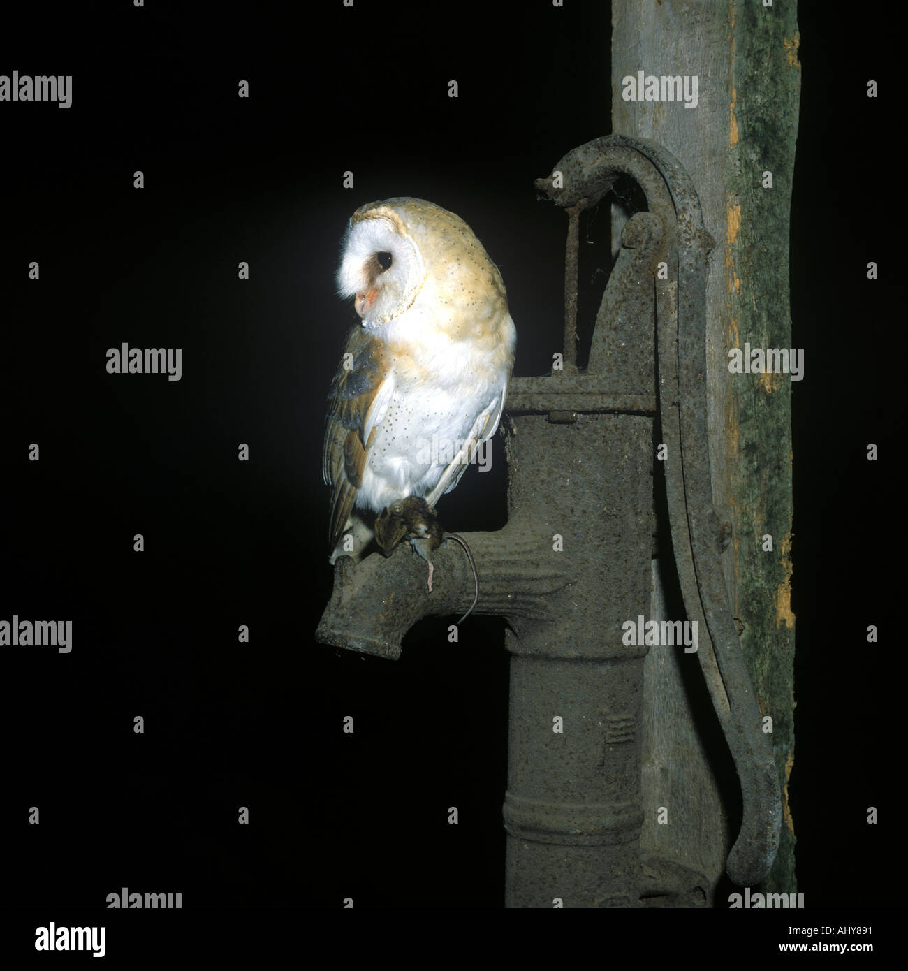 Barn Owl With Prey Stock Photo - Alamy