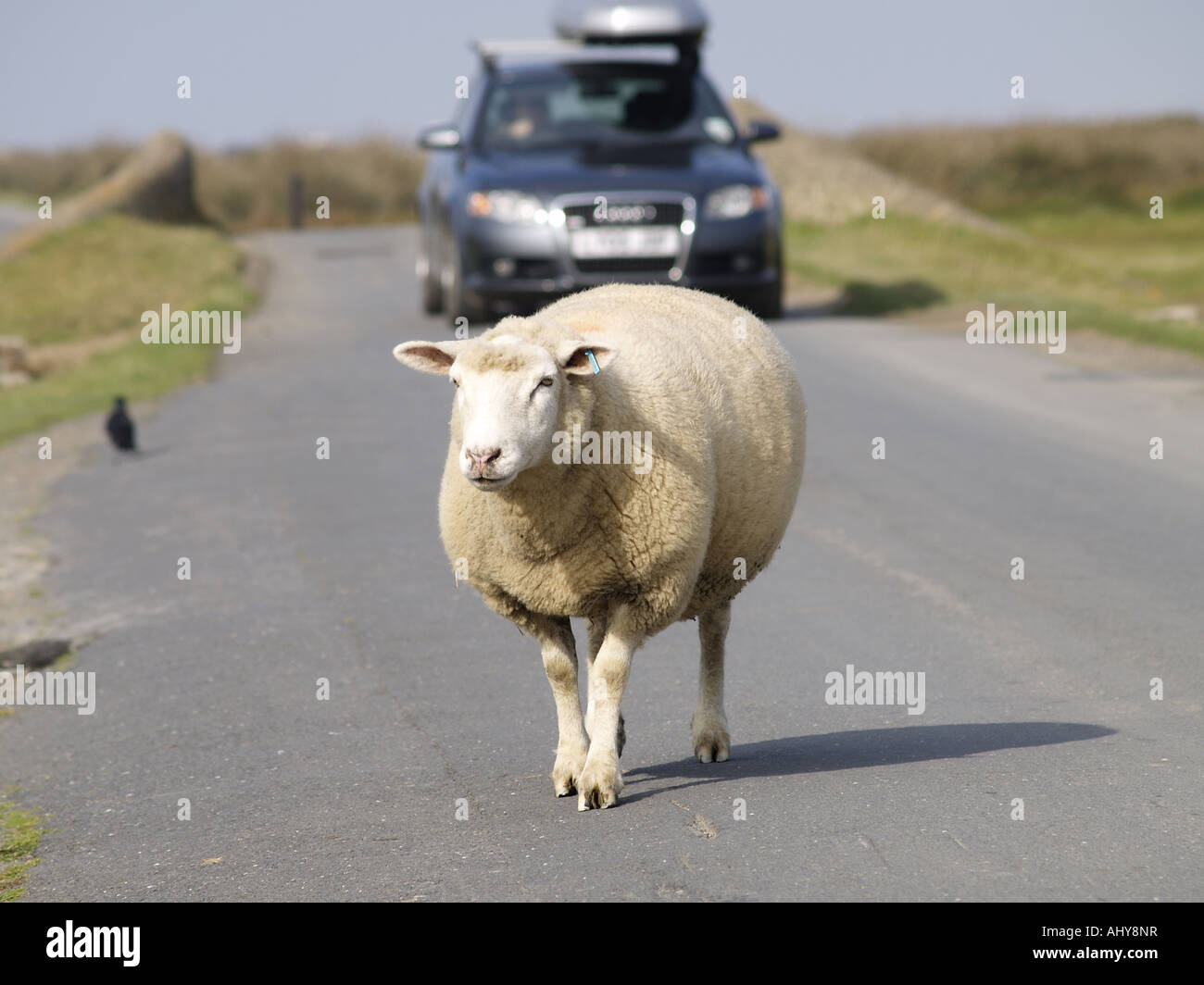 Sheep walking along the road towards the camera at Northam Burrows ...