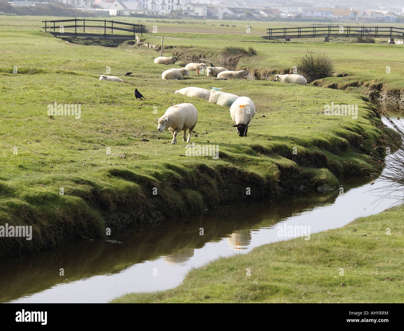 Sheep grazing stream hi-res stock photography and images - Alamy