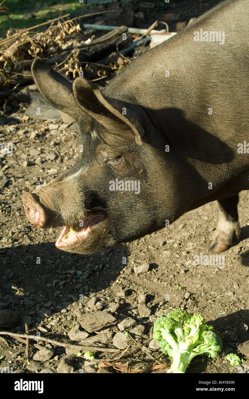 A Berkshire sow eating broccoli with mouth open Stock Photo - Alamy