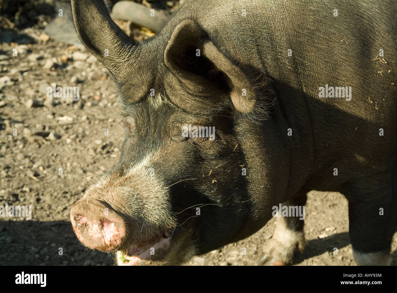 Berkshire pig hi-res stock photography and images - Alamy