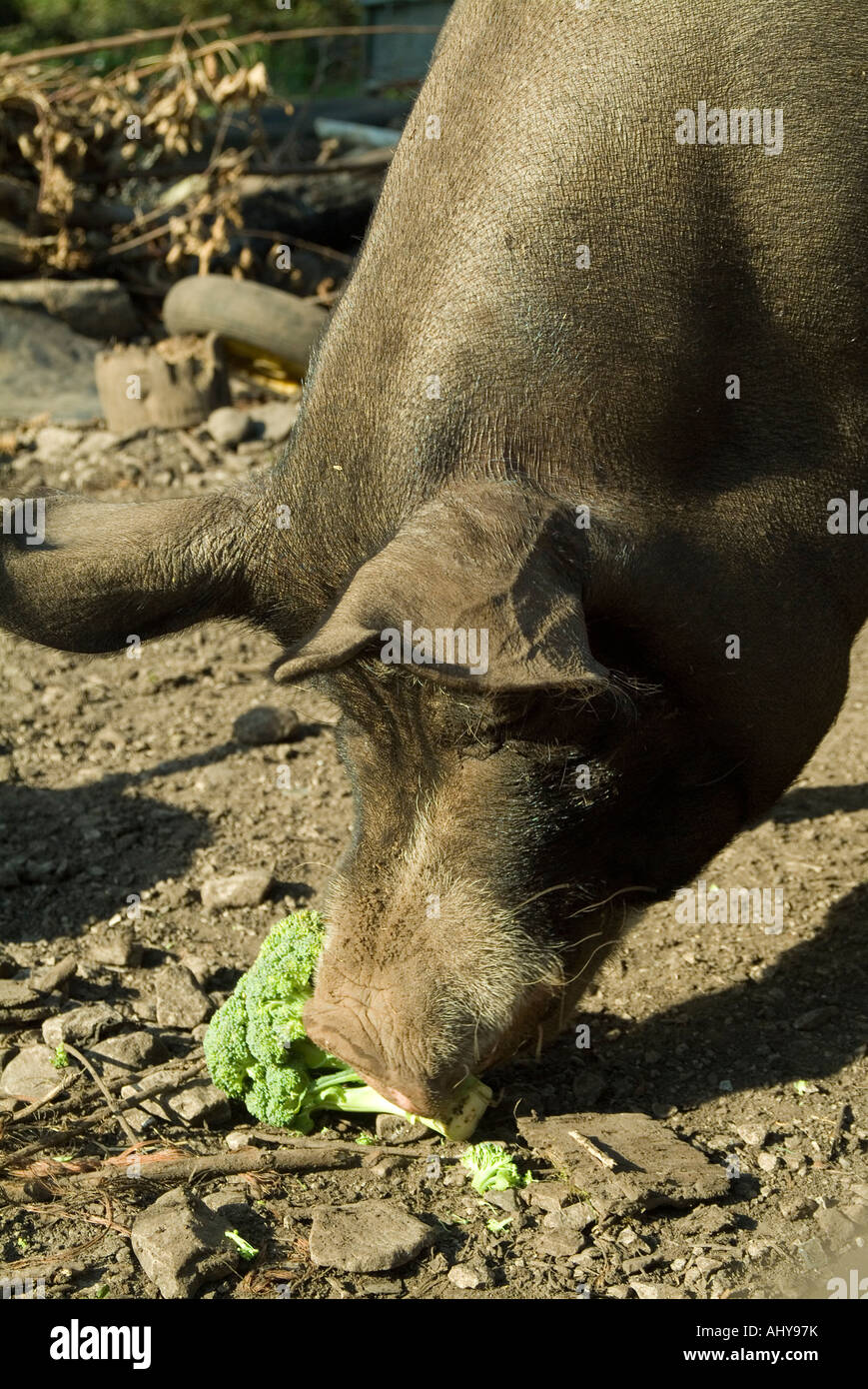 Side view of a Berkshire pig sow eating broccoli Stock Photo - Alamy