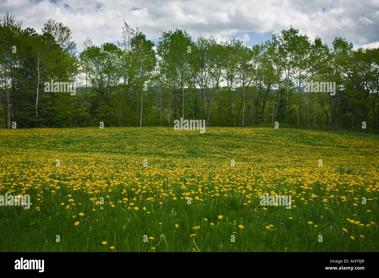 Yellow flowers meadow, Vermont, USA Stock Photo - Alamy