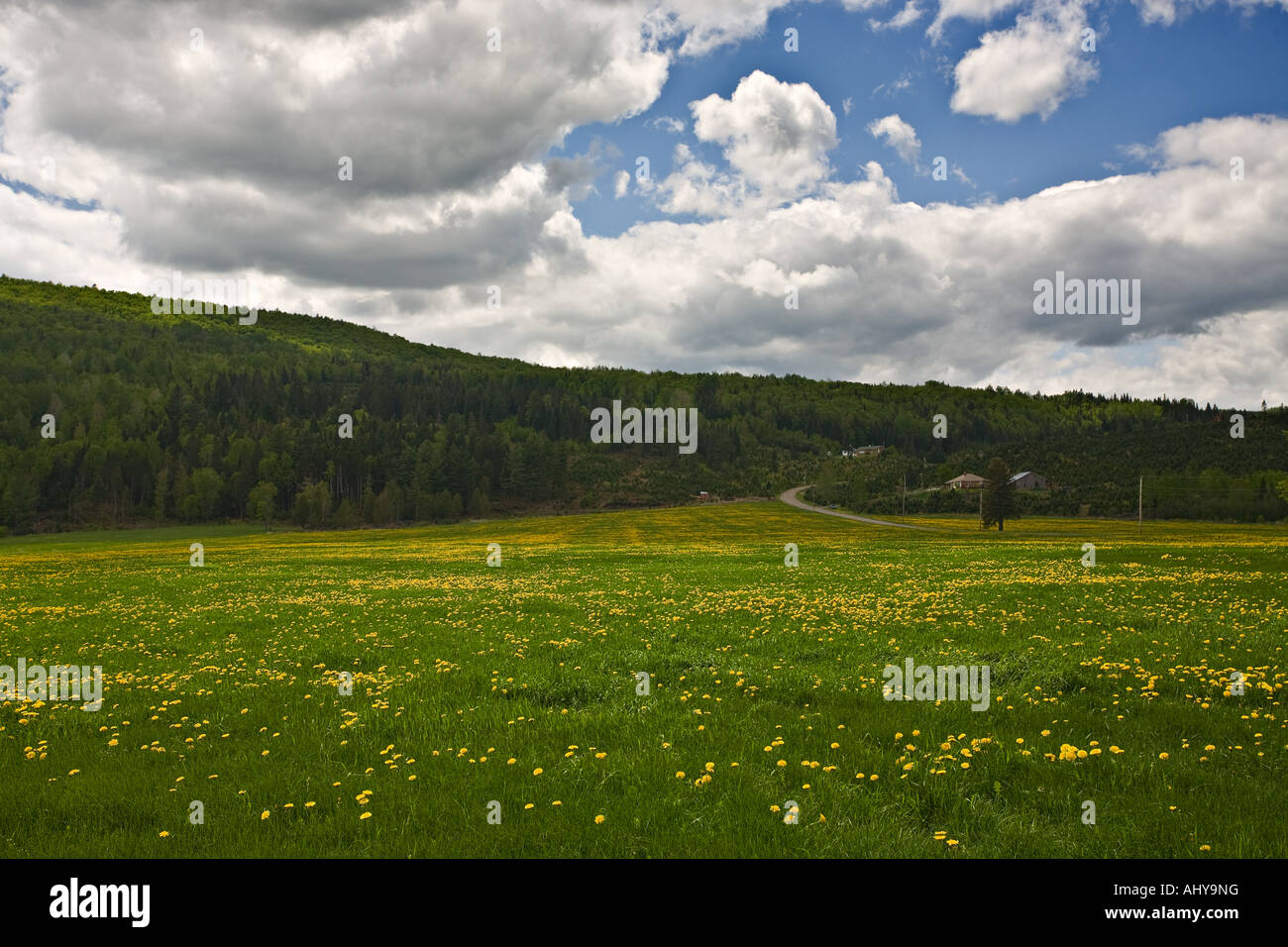 Yellow flowers meadow, Vermont, USA Stock Photo - Alamy