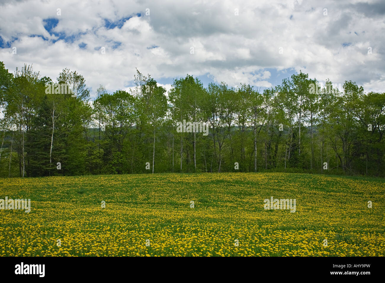 Yellow flowers meadow, Vermont, USA Stock Photo - Alamy