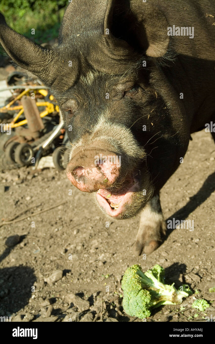 Pig mouth hi-res stock photography and images - Alamy