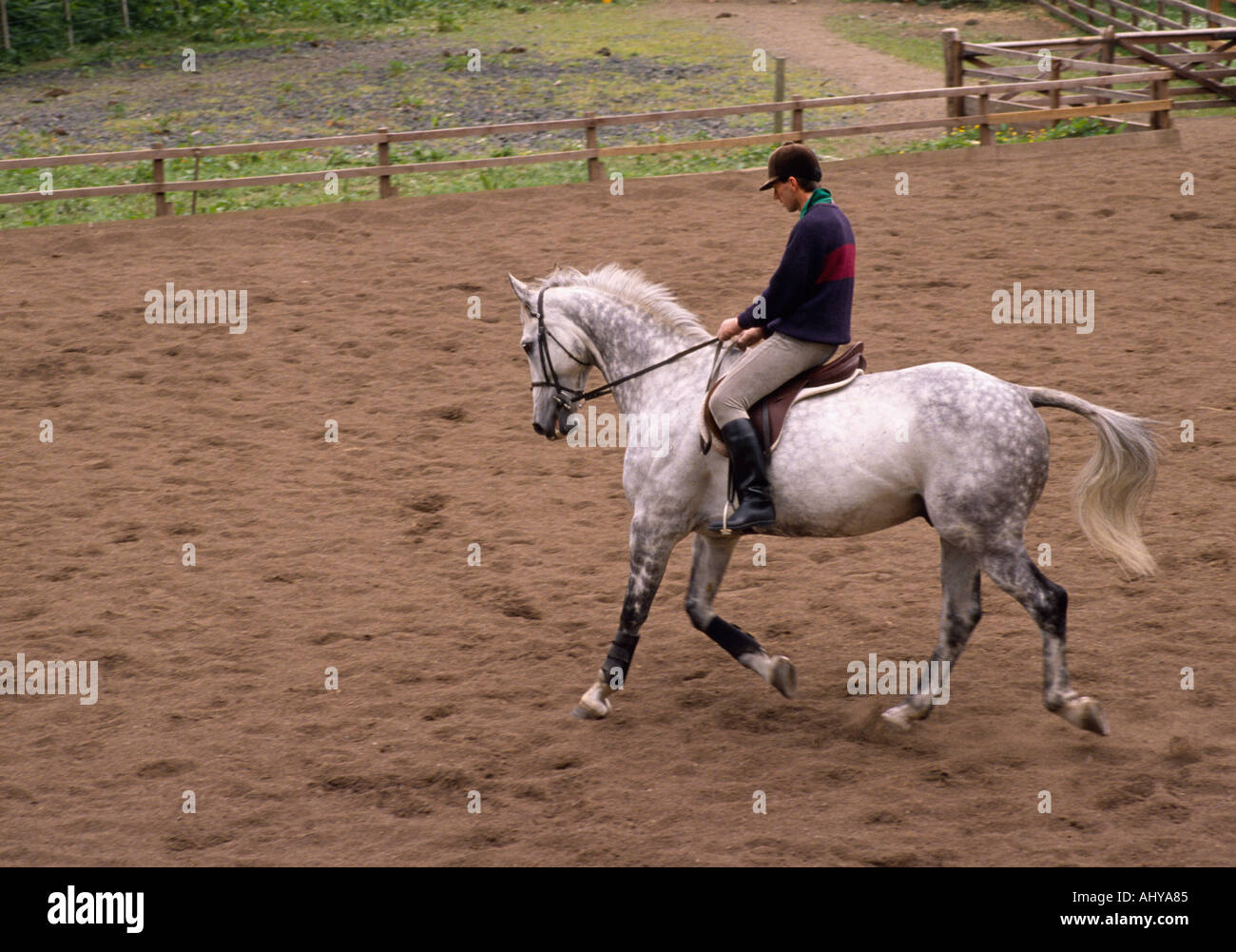 Ian Stark Showjumper practicing in Scotland in Great Britain in the ...