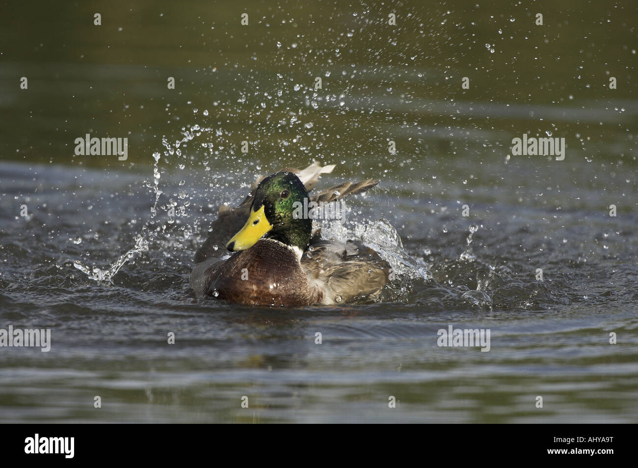Mallard anas platyrhynchos drake bathing in coastal lagoon Norfolk England October Stock Photo ...