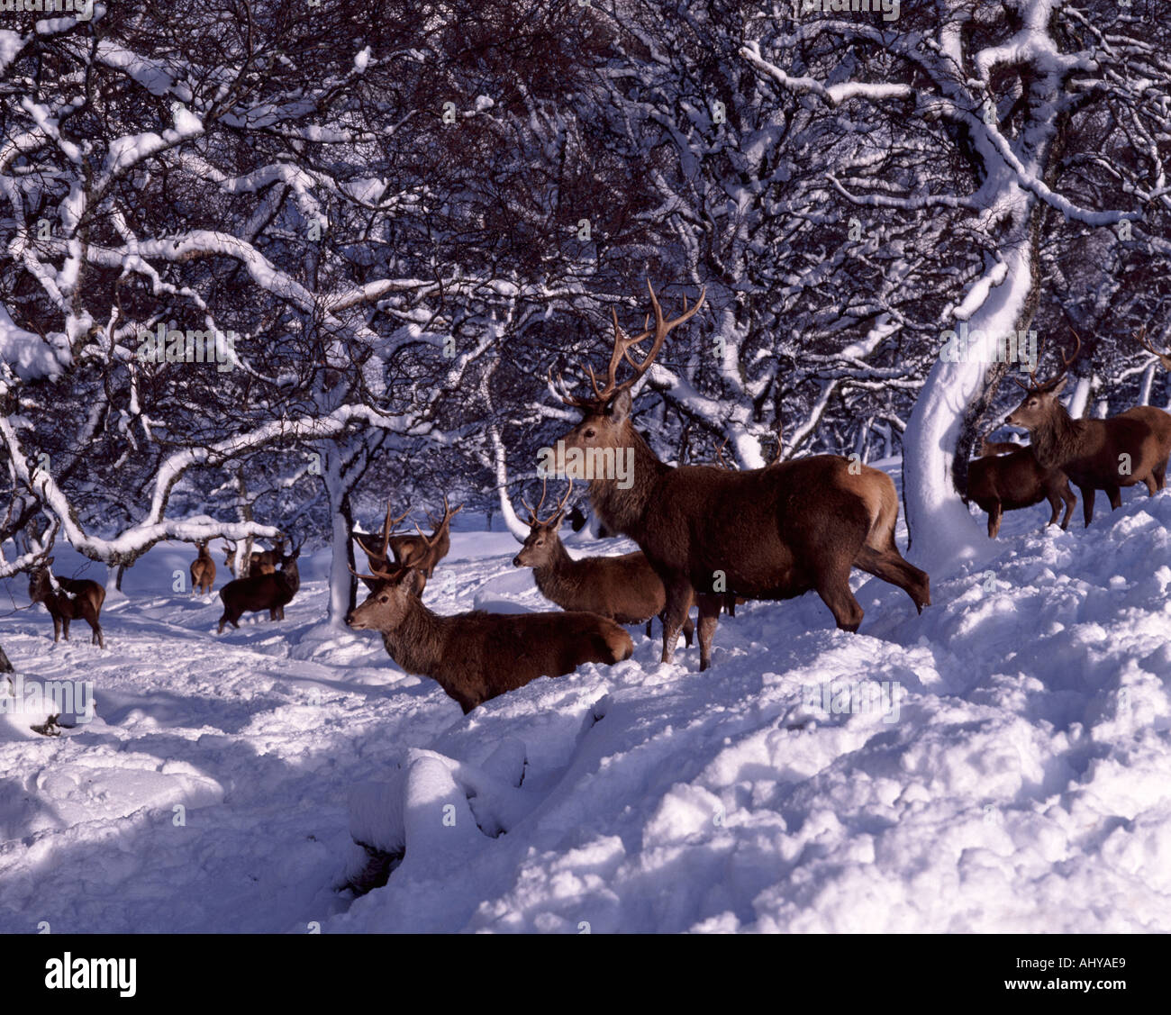 Uk deer winter hi-res stock photography and images - Alamy