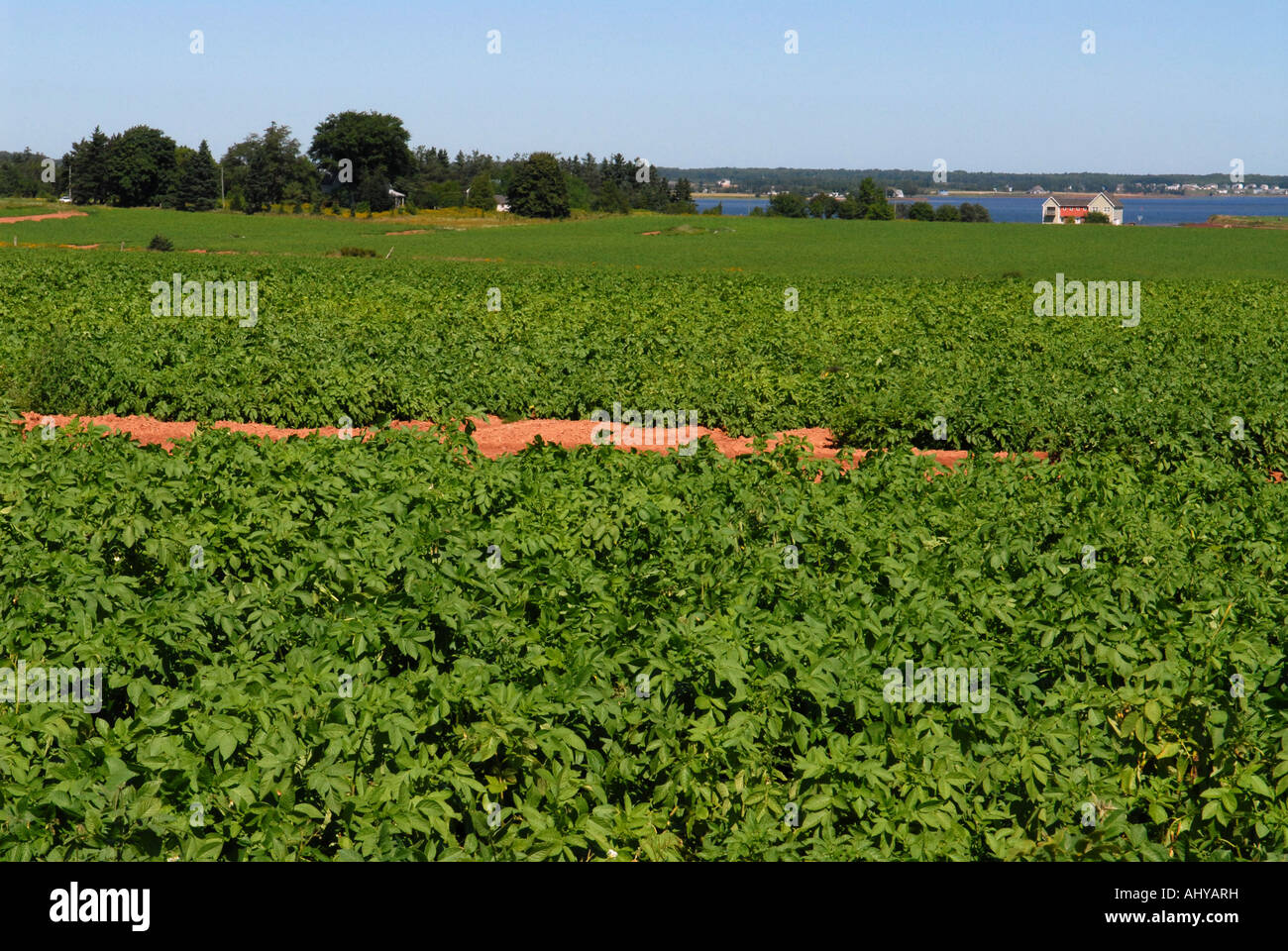 Canadian potato field hi-res stock photography and images - Alamy