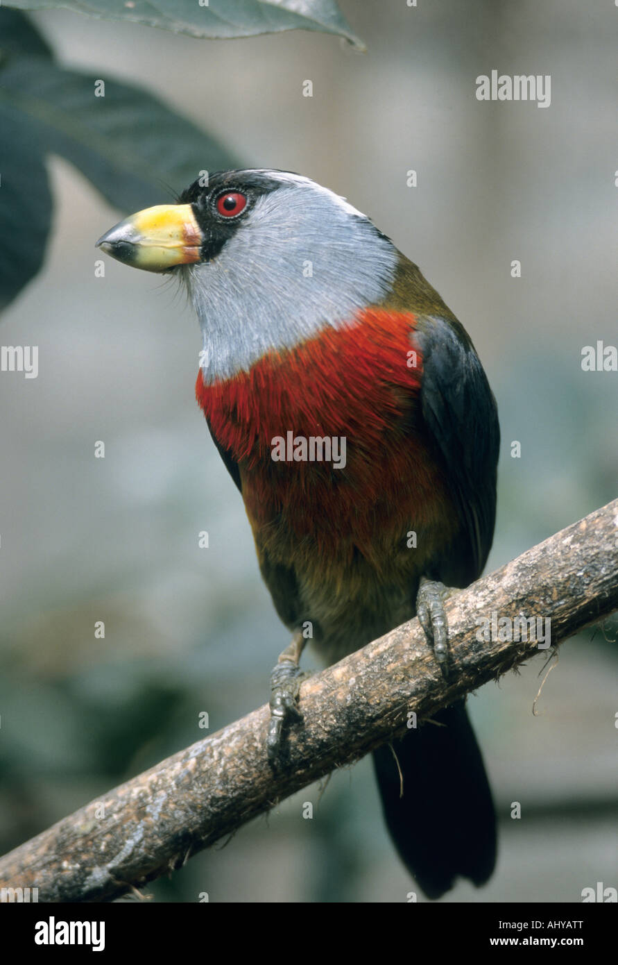 Toucan Barbet (Semnornis ramphastinus) Endemic, La Planada Nature ...
