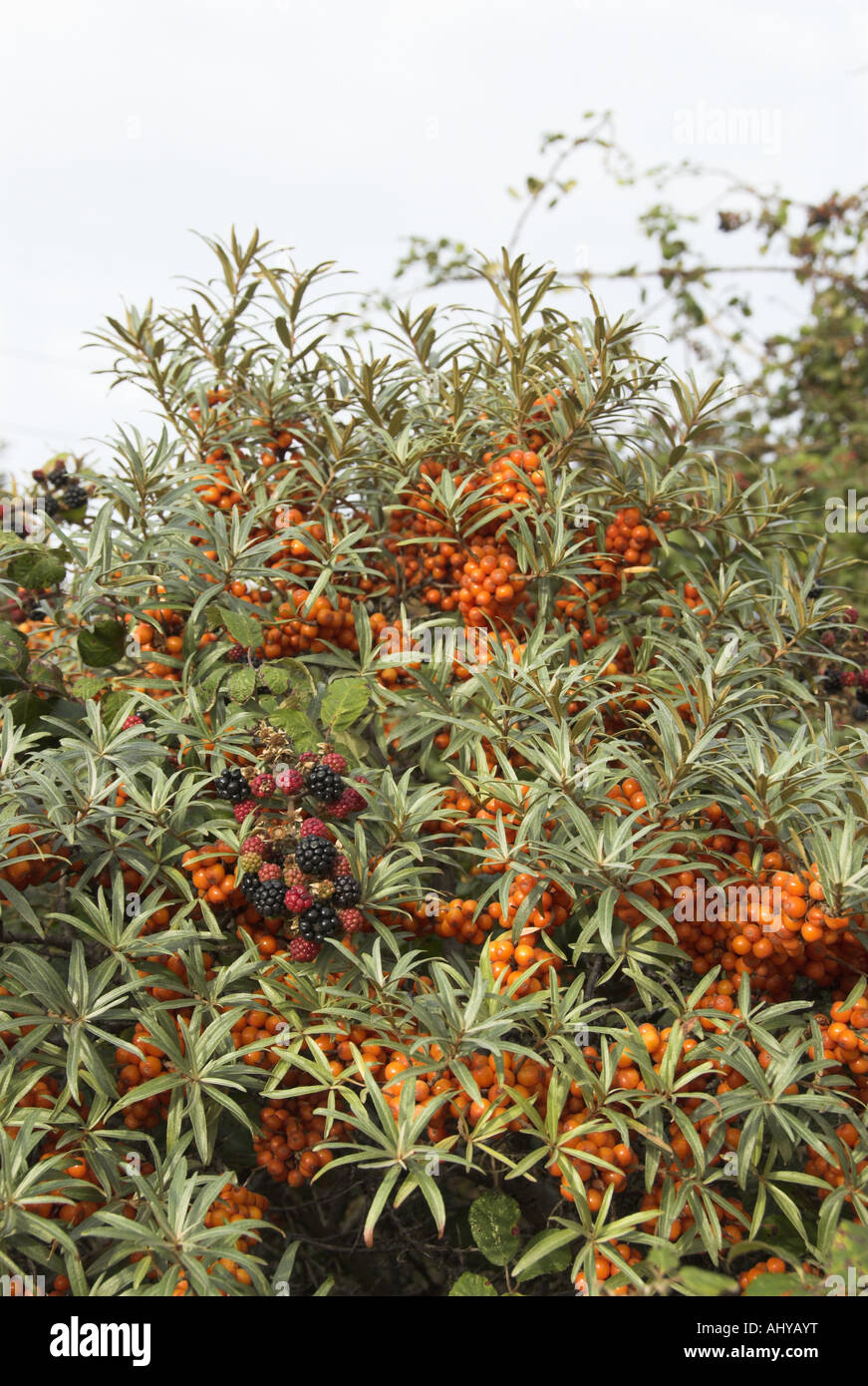 Sea Buckthorn hippophae rhamnoides showing ripe berries and ...