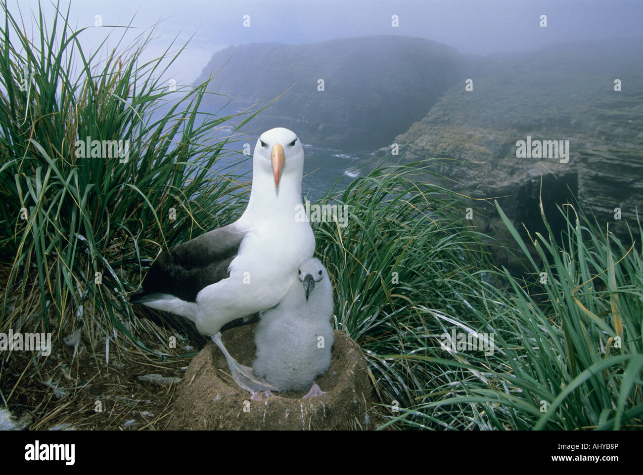 Black-Browed Albatross (Diomedea melanophris) Adult with baby on nest ...