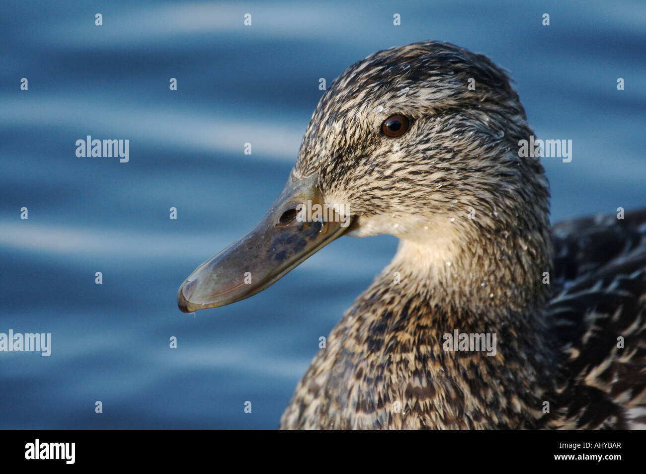 Wildlife Portrait: Duck in Water Stock Photo - Alamy