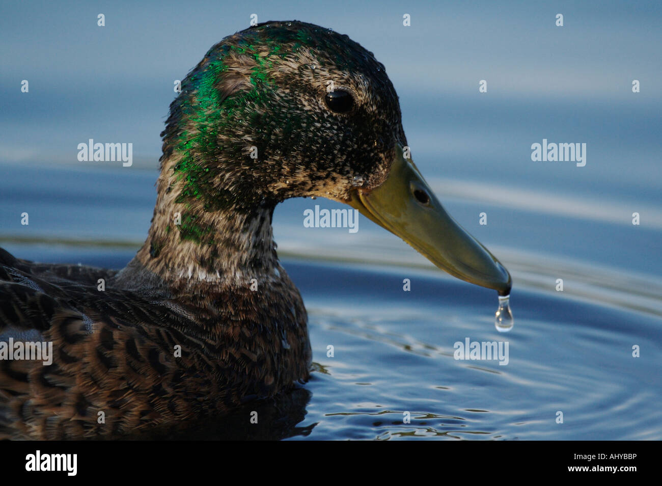 Wildlife Portrait: Duck in Water with Drip Stock Photo - Alamy