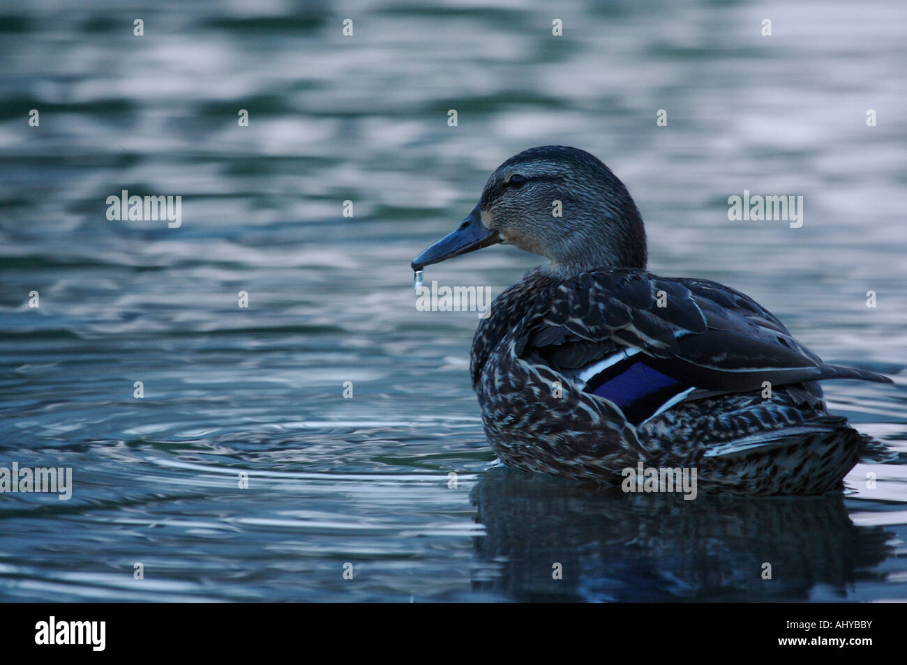 Wildlife Portrait: Duck in Water Stock Photo - Alamy